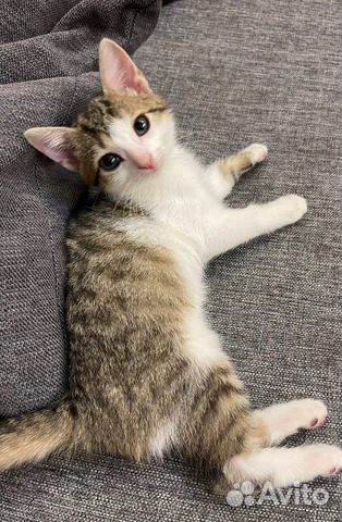 Котенок мальчик 3 мес