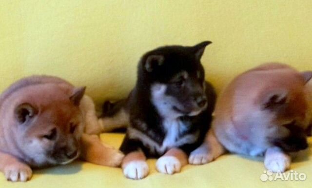 Щенки сиба шиба ину