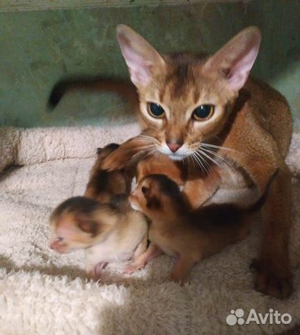 Абиссинские котятки