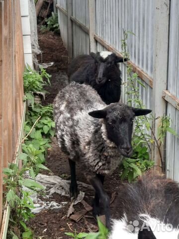 Козы и бараны