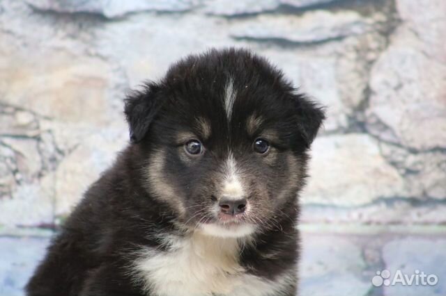 Щенок Мак в добрые руки