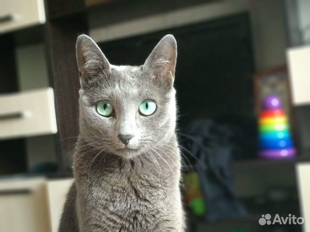 Русская голубая кошка