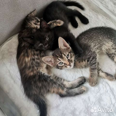 Котята ищут дом