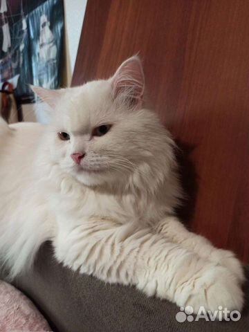 Отдам кота в добрые руки