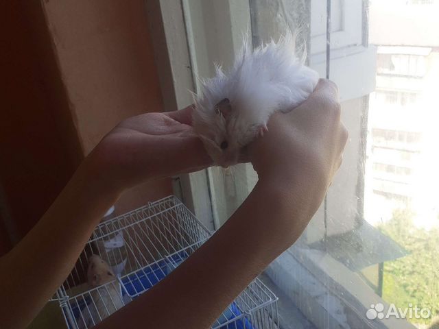 Сирийские хомяки