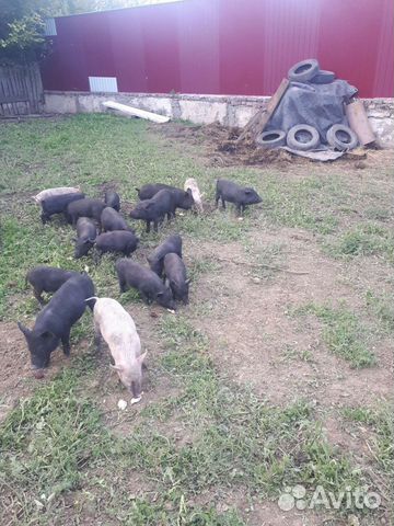 Продам поросят