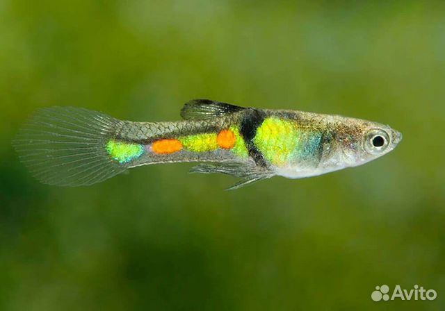 Мальки гуппи