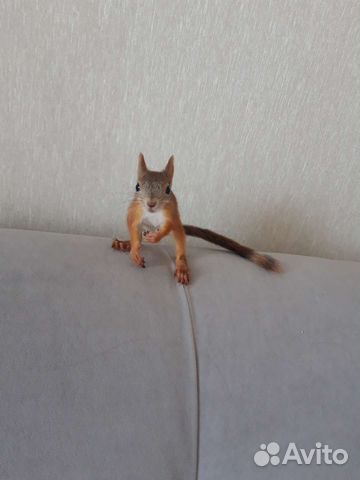 Животные