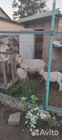 Продам козочек