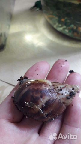 Улитка молодые ахатины