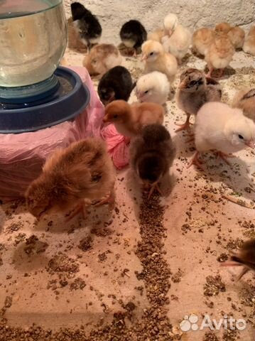 Цыпленок