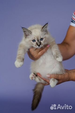 Священная бирма котик редкого окраса