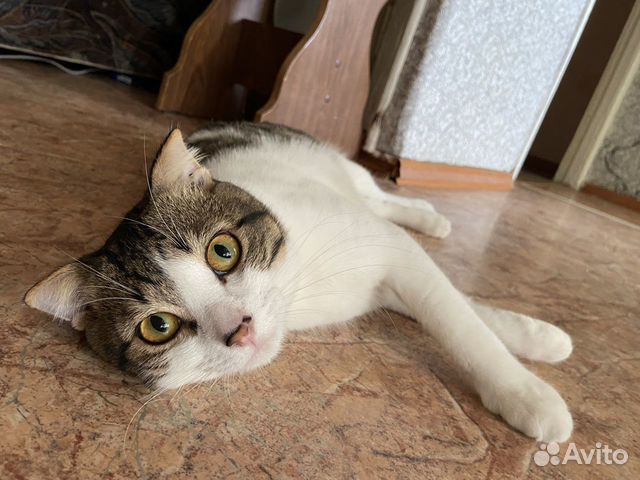 Отдам кота