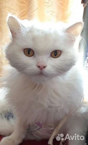 Роскошная белая кошечка помесь британской