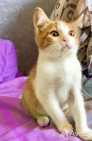 Котёнок Лютик