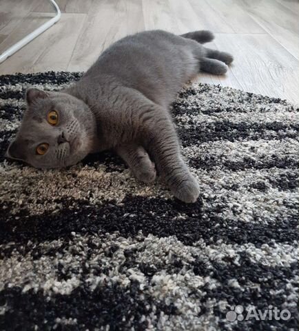 Британская вислоухая кошка