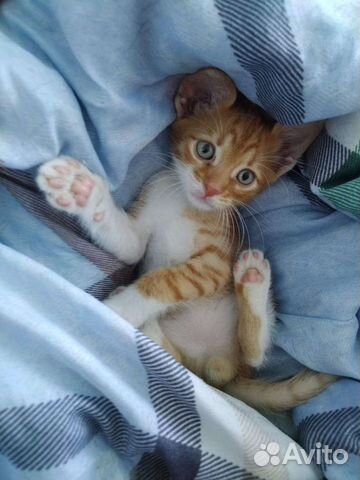 Котенок в добрые руки