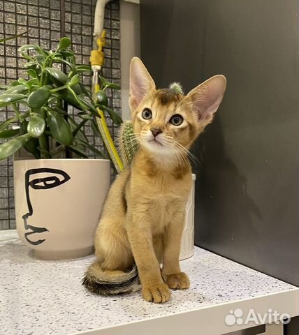 Абиссинские котята