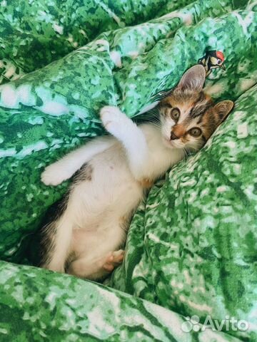 Котенок