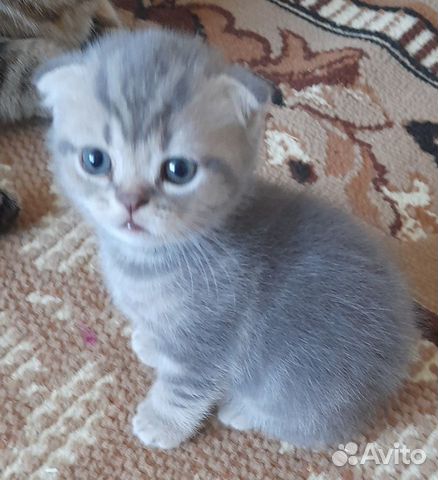 Шотландские вислоухие