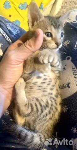 Котенок саванна