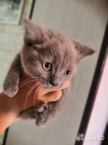 Британские котята