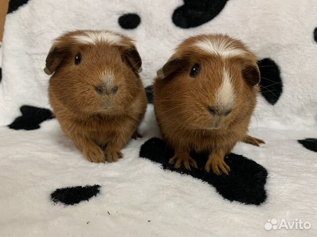 Морские свинки крестед мальчики