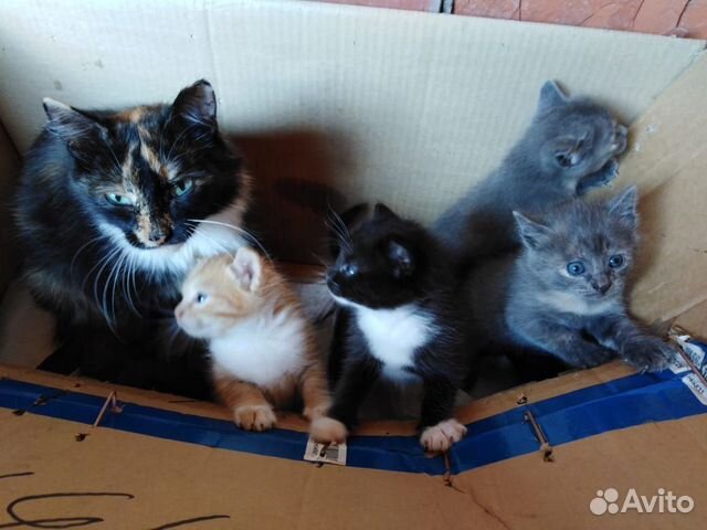 Котята домашние, от кошки-мышеловки
