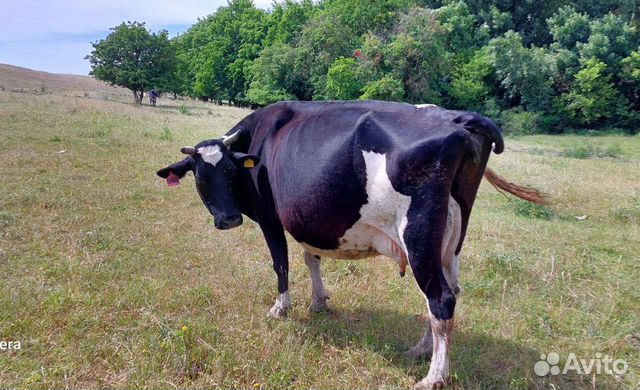 Корова дойная
