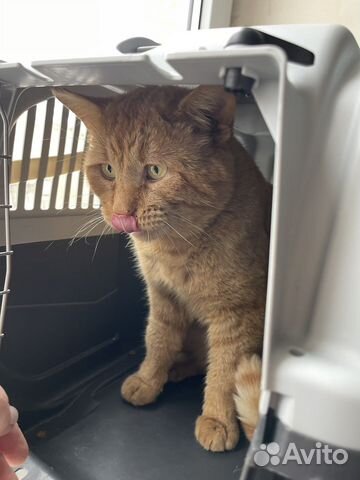 Кот в добрые руки