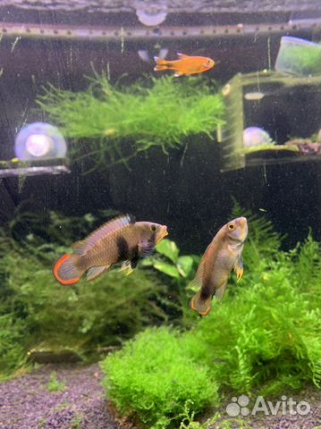 Апистограмма