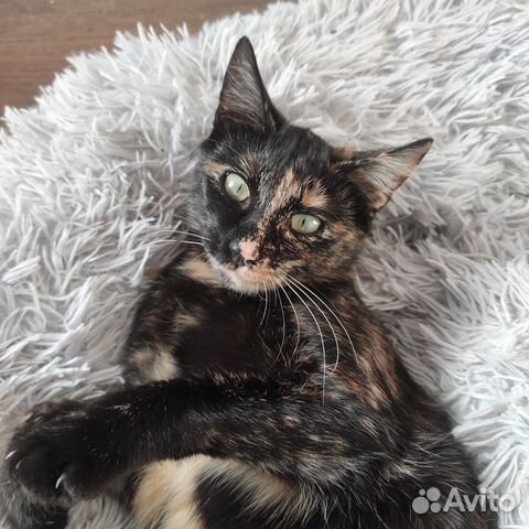 Ласковая Черешенка вынуждена жить в приюте