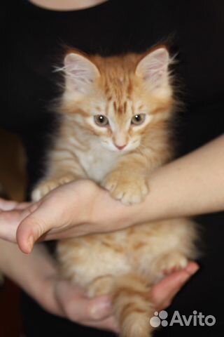 Рыжий котёнок в добрые руки