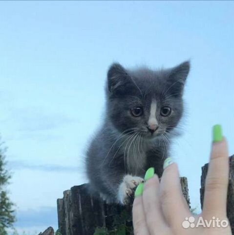 Котенок в добрые руки