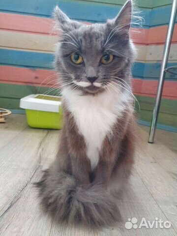 Кошка в лучшие руки