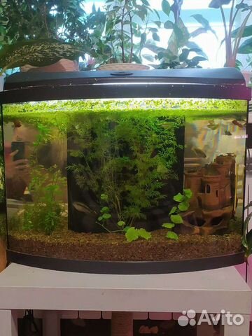 Аквариум 60 литров