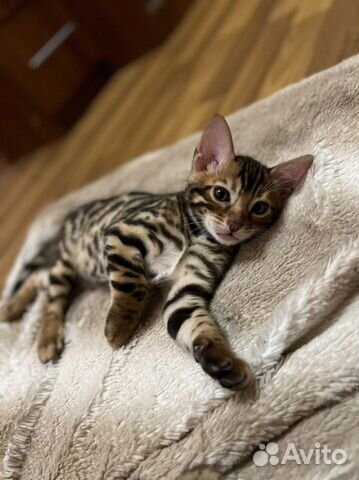 Бенгальские котята