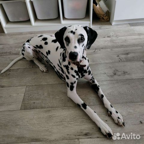 Далматин бесплатно в хорошие руки
