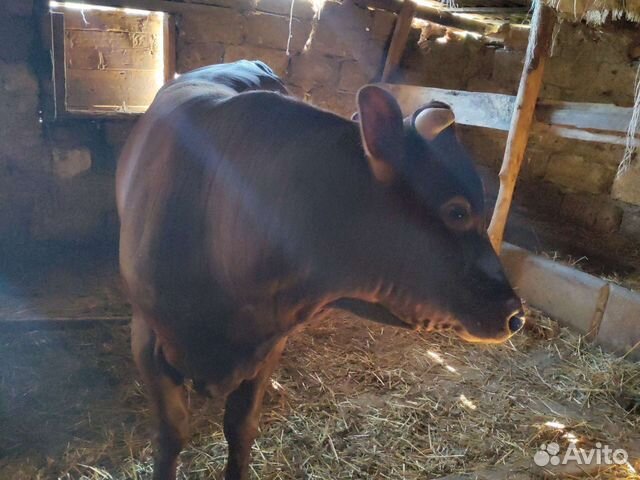 Домашние животные бычки