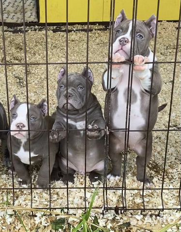 Американский булли - прекрасные детишки