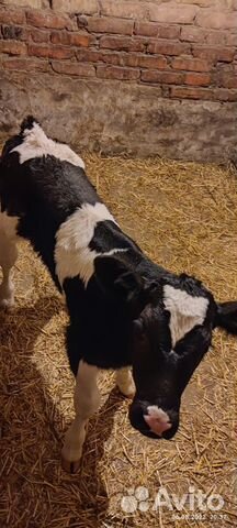 Бычок (10 дней)