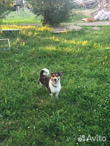 Собака бесплатно в добрые руки