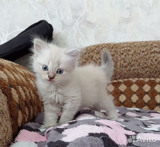 Котята британской породы окраса Блю поинт