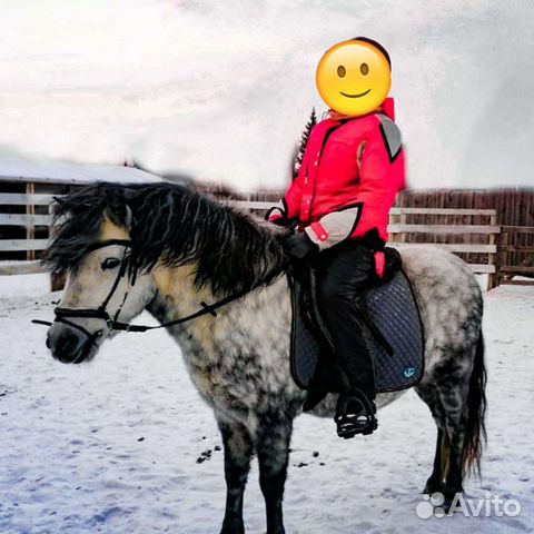 Пони мерин -125 вх