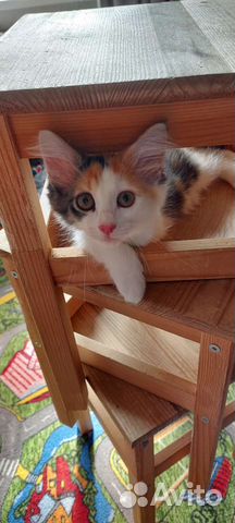 Ириска ищет дом