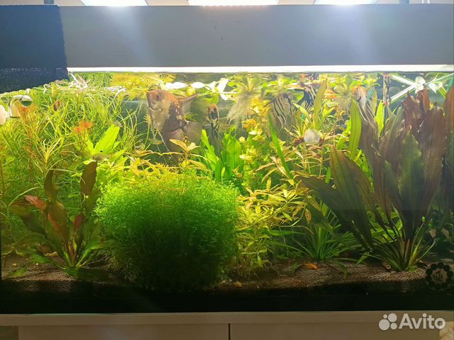 Аквариумные растения