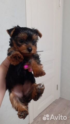 Йоркширский терьер