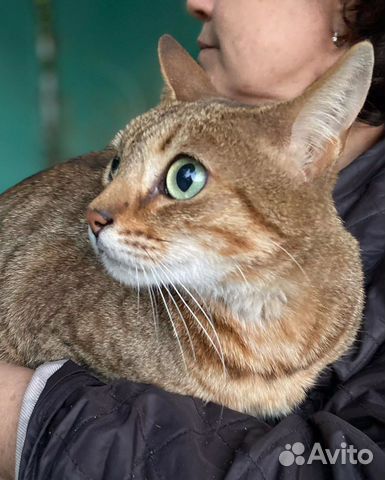 Кошка метис бенгала в добрые руки