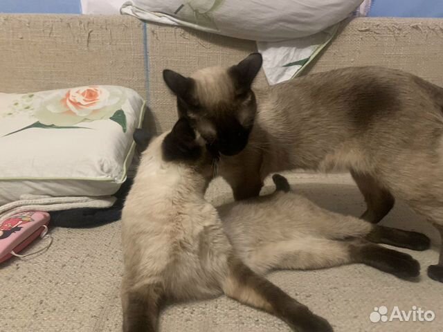 Сиамские/тайские котята