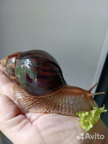 Улитки ахатины